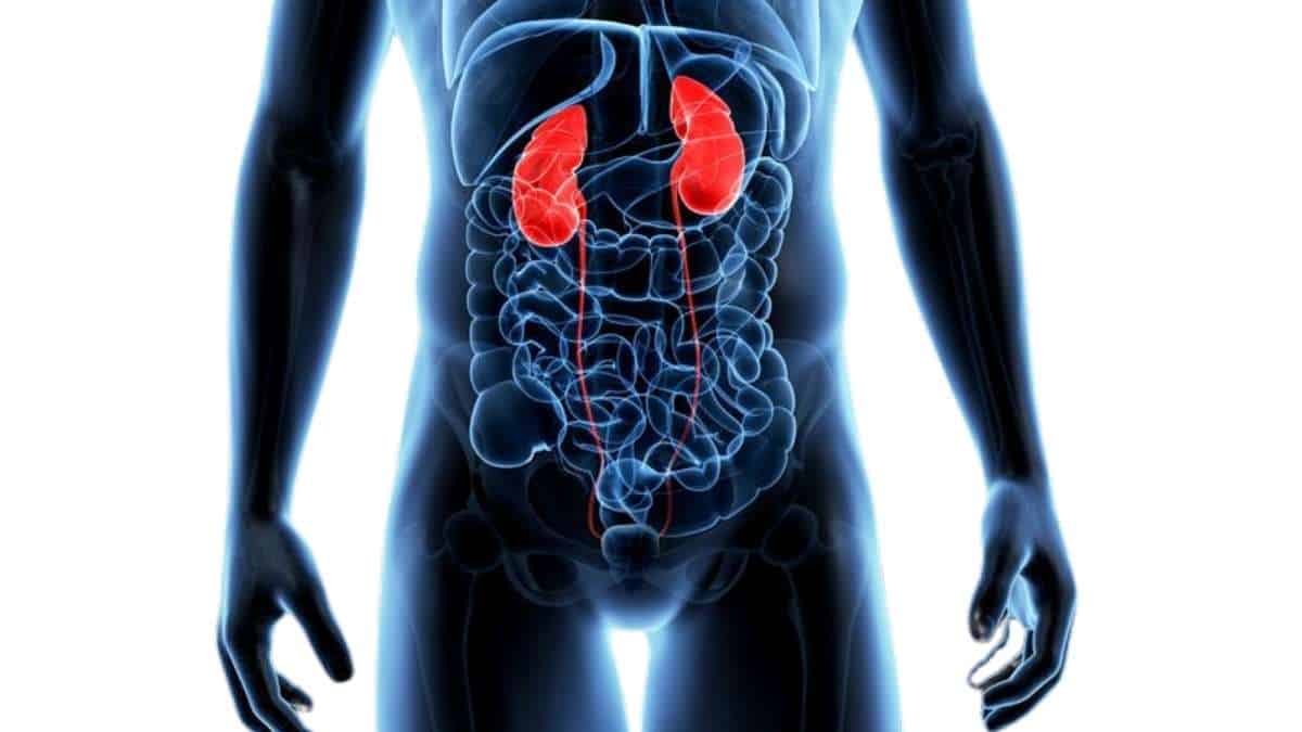 Il glomerulo renale, che cos'è e quali sono le sue funzioni