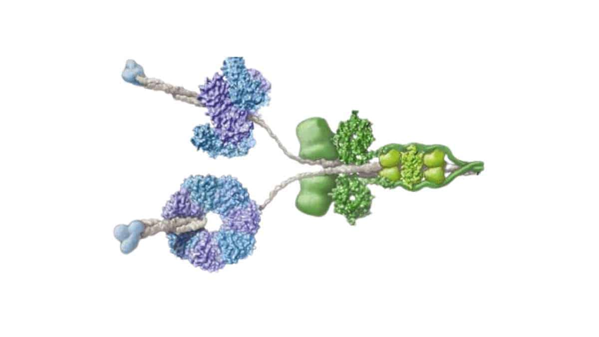 La dineina: esaminiamo la sua struttura e le sue classi funzionali