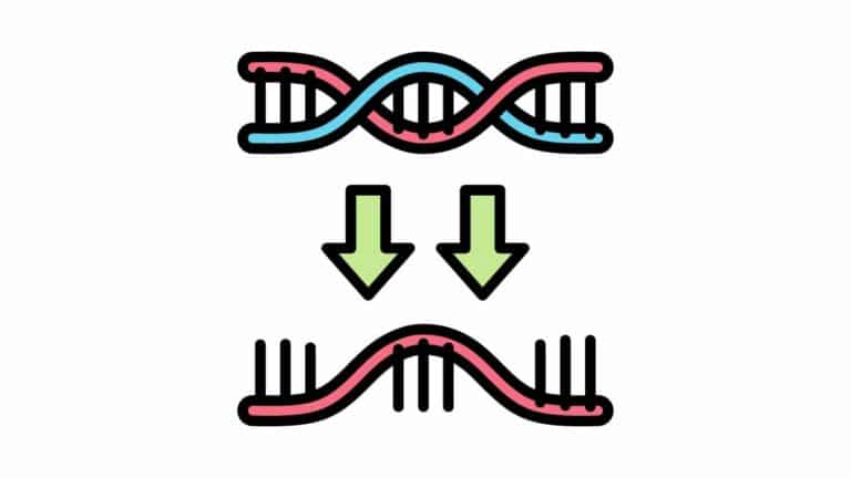 L'RNA messaggero, punto di passaggio tra il DNA e le proteine