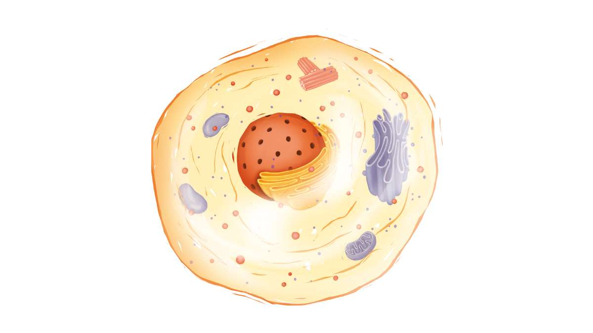 La membrana nucleare, come funziona la barriera del nucleo - UniD ...