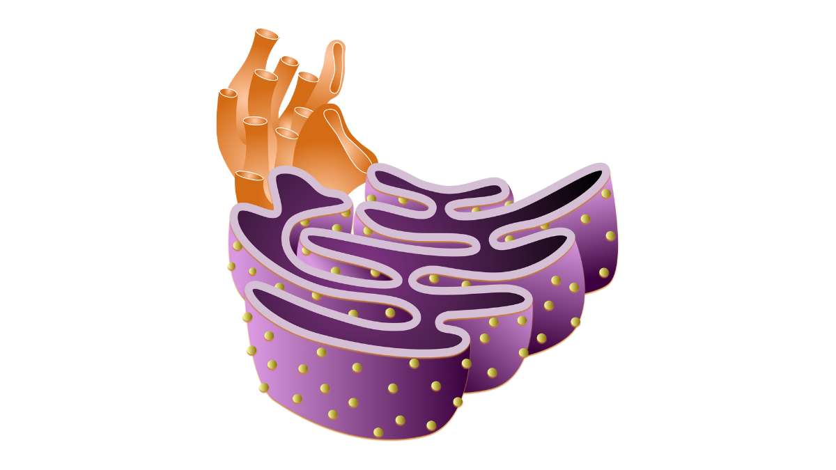 La struttura del reticolo endoplasmatico e quanti tipi ce ne sono