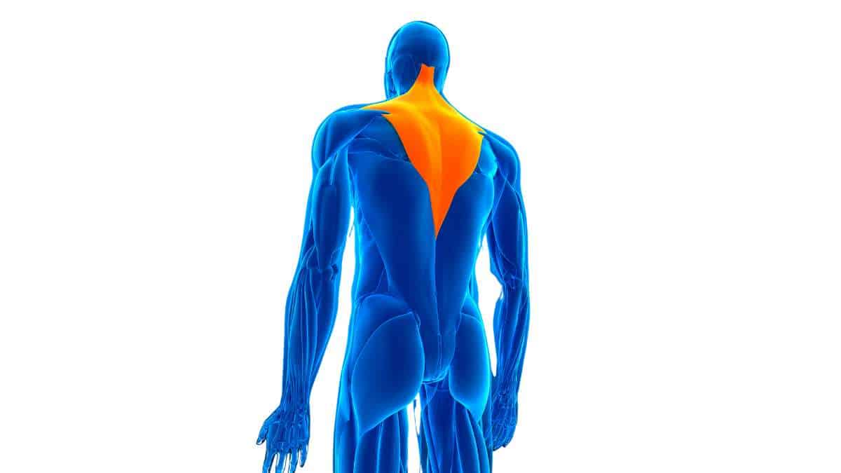 Il muscolo trapezio, anatomia, meccanica e funzioni principali