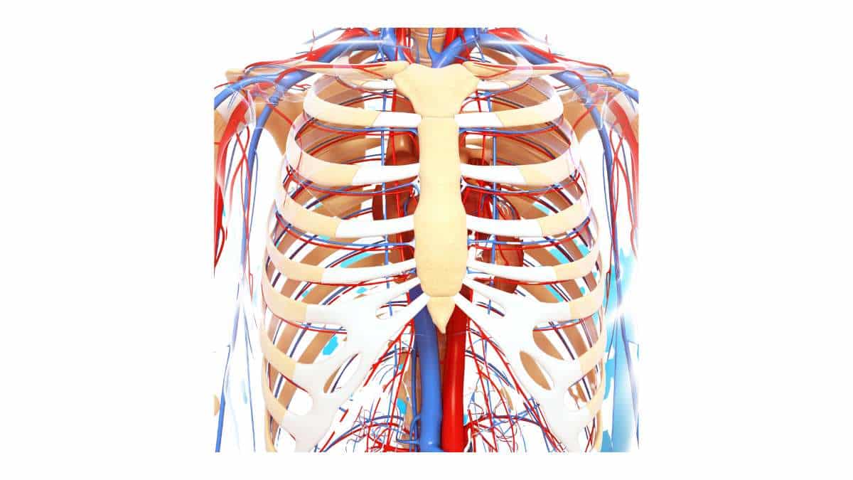 L'anatomia del torace e le funzioni della cassa toracica - UniD Formazione