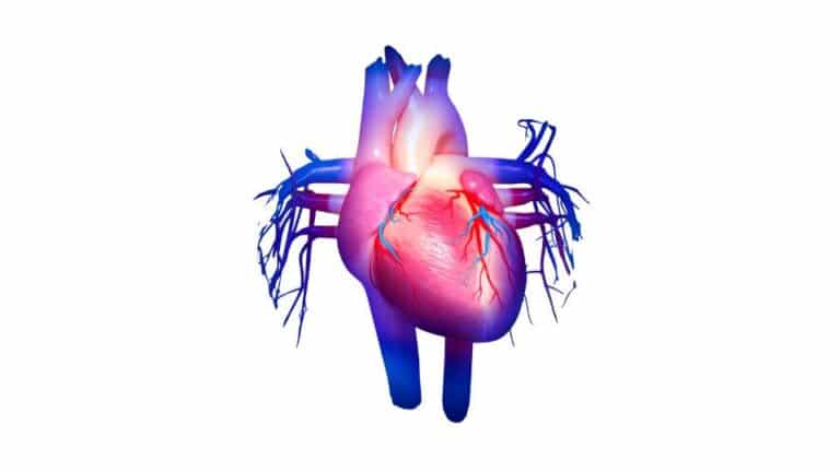 L'anatomia dell'arteria polmonare e la funzione del tronco comune