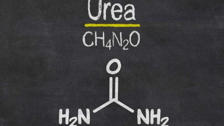 Che cos'è l'urea, dove si può trovare e che ruolo ha negli organismi