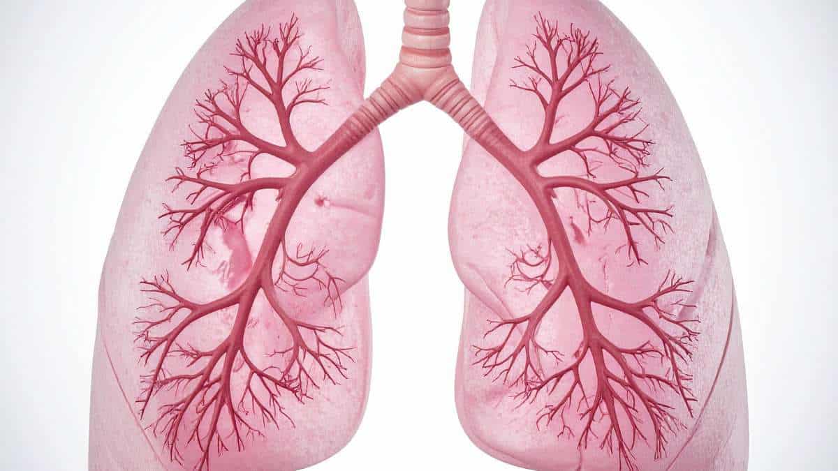 Alveoli polmonari: anatomia e ruolo nella meccanica respiratoria